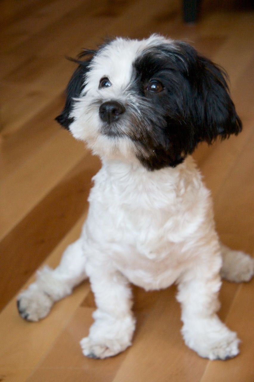 How Do You Find A Good Quality Dog Breeder